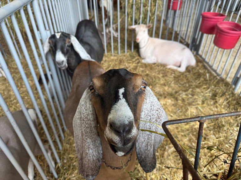 Rock County 4-H Fair keeping cool amid high heat, and humidity