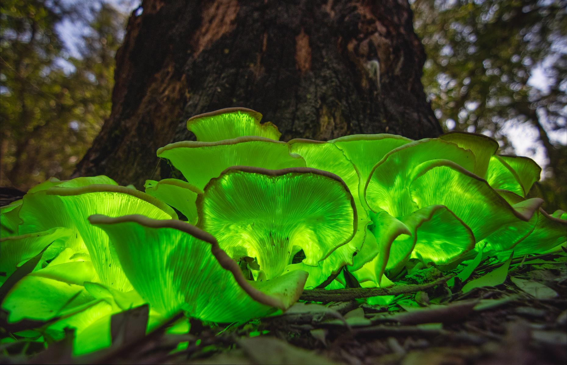Incredible places around the world that glow in the dark