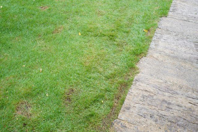 If You See Any of These 8 Signs in Your Lawn, Your Grass Needs Help Fast