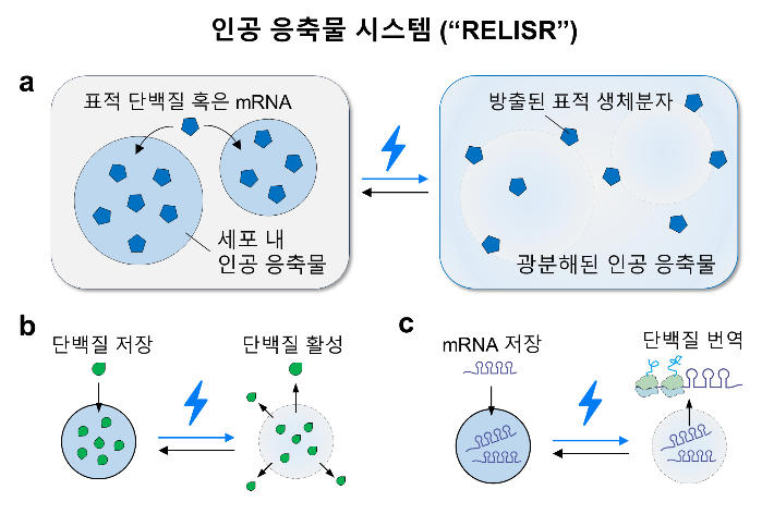 KAIST, 빛으로 '단백질·mRNA' 원할 때 꺼내 쓰는 기술 개발