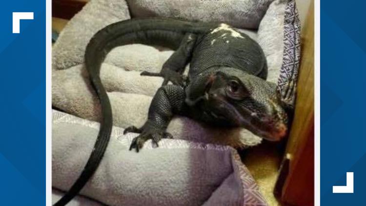 5-foot-long water monitor lizard loose near Connecticut border