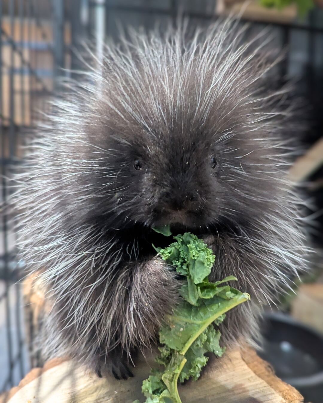 Prickly porcupines are Maymont’s newest residents!