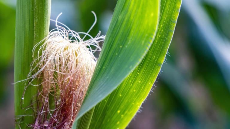 What is corn sweat, and why is it making Michigan hotter this week?