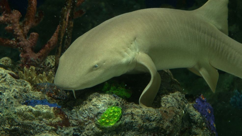 Local aquarium highlights misunderstood sea creatures during Shark Week