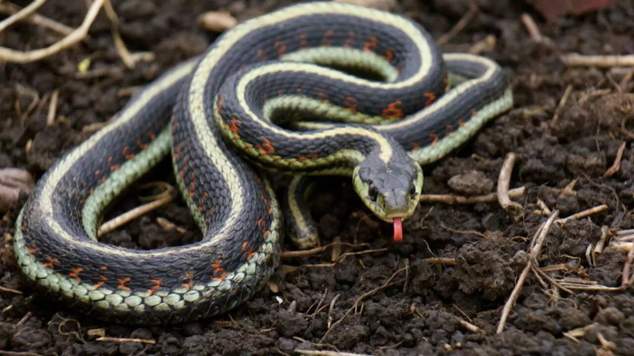 Meet the garter snake: The backyard hunter with the shortest lifespan