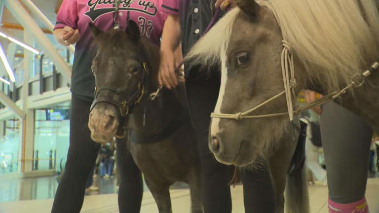 Not horsing around: Vancouver airport is 1st in Canada to feature therapy ponies