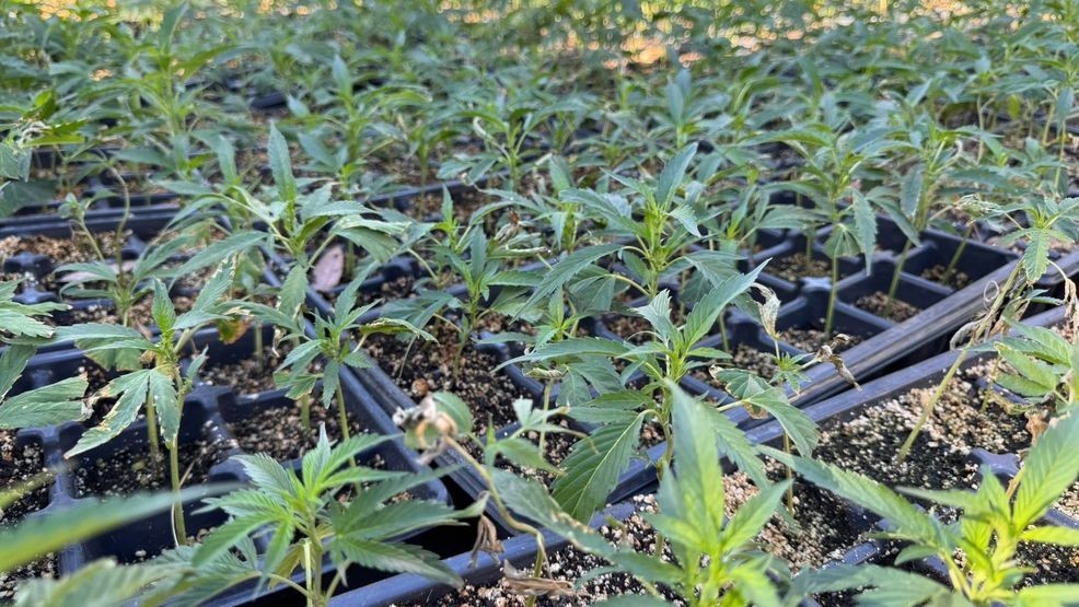 Deputies Bust Illegal Marijuana Farms And Arrest Two People