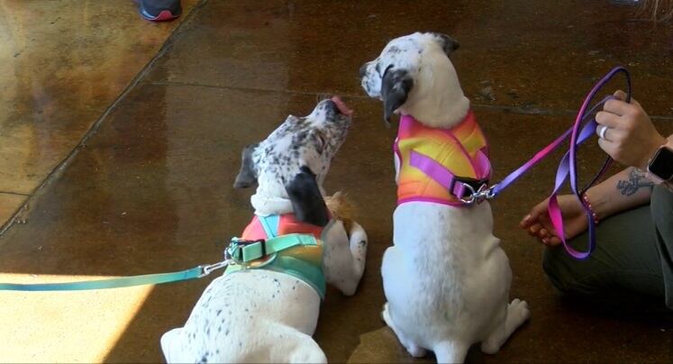 Deaf woman travels nearly 2,000 miles to adopt 2 deaf puppies in Tyler