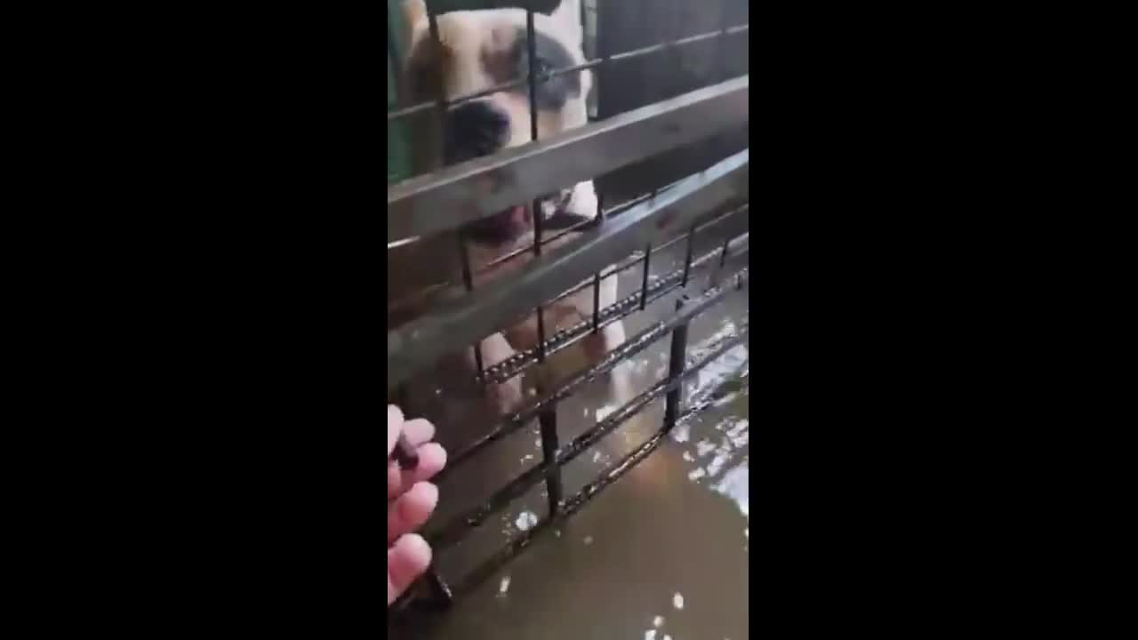 Dog rescued from cage during flood in Barangay Pasong Tamo, Quezon City ...