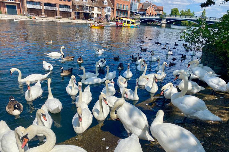 I found incredible riverside spot to feed ducks and swans and the cheap ...