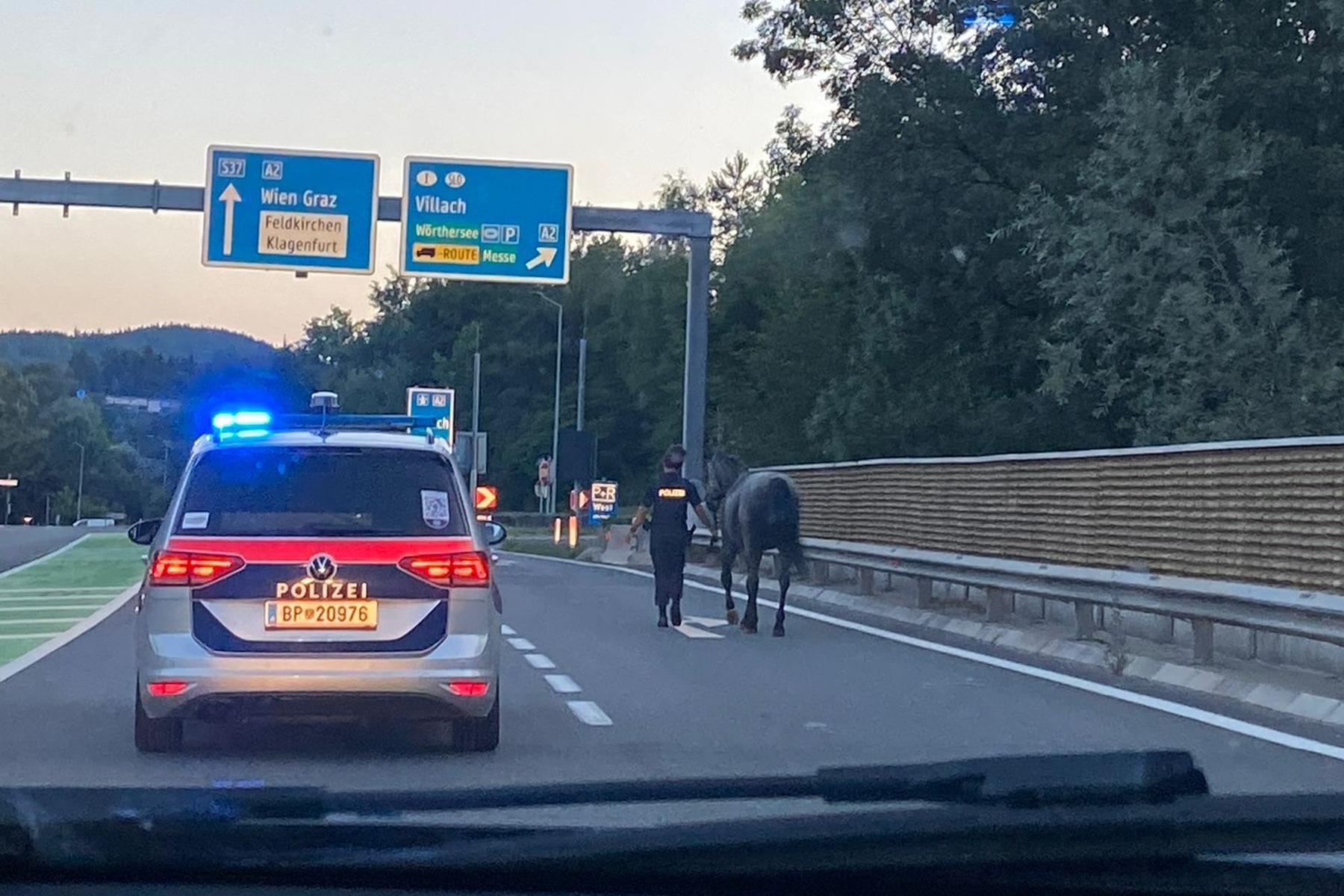 Pferd auf Schnellstraße: Kärntner stoppte es wie „Cowboy am Moped“