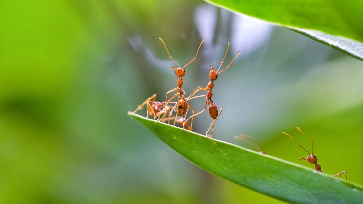 Not just humans, even ants follow caste. It defines their destiny