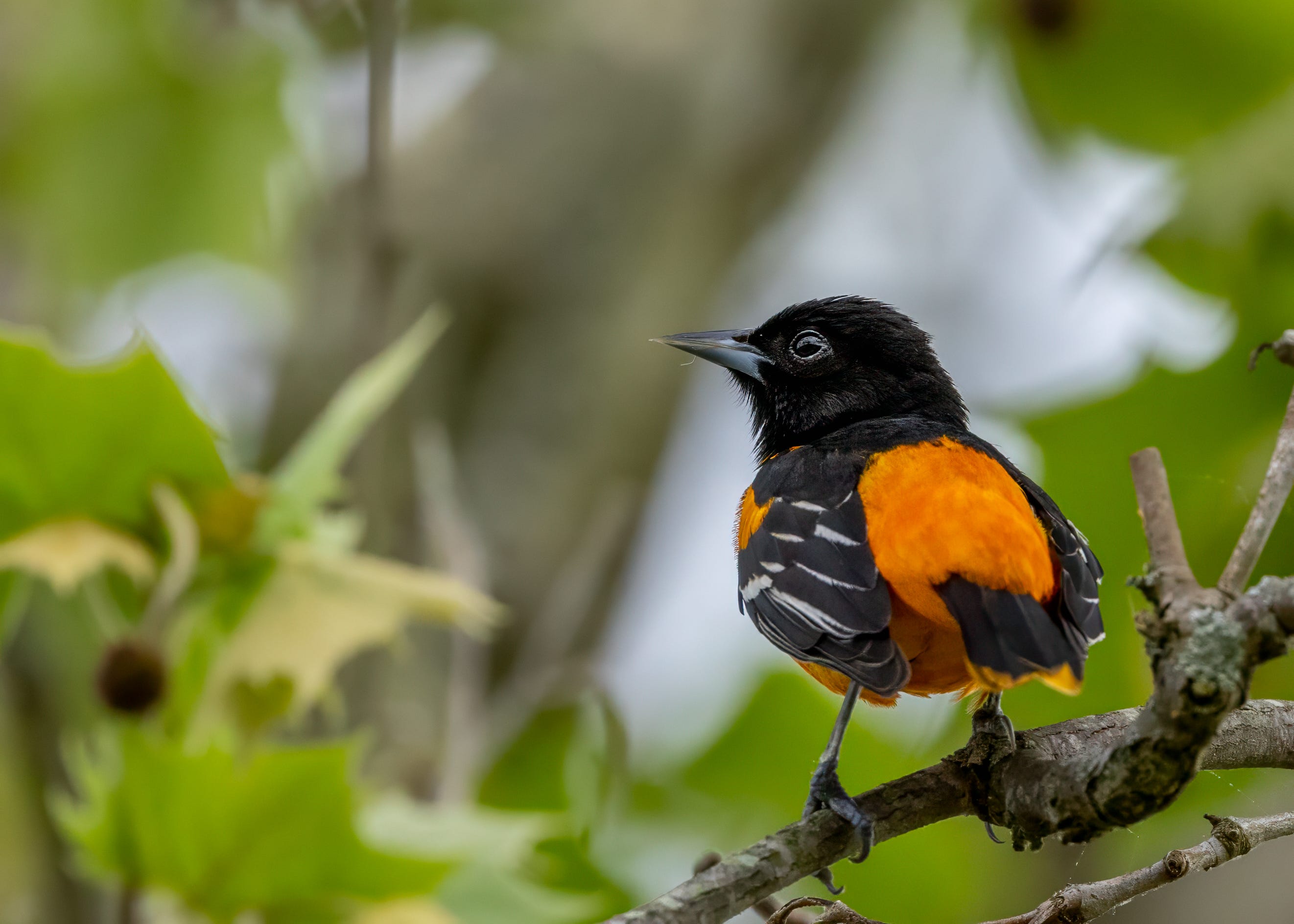 Millions of migratory birds soar over Kentucky each year. Here's what ...
