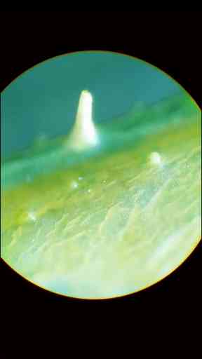 Exploring the Grip of Death: Praying Mantis Leg Under a Microscope