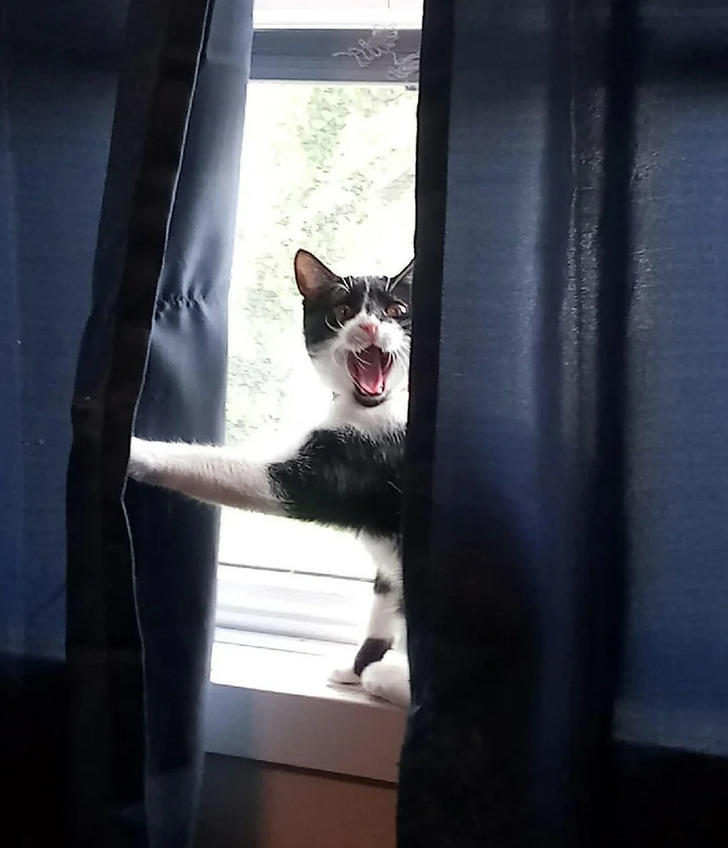15 Animal Moments So Funny, You Can’t Help but Smile
