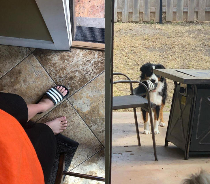 15 Animal Moments So Funny, You Can’t Help but Smile