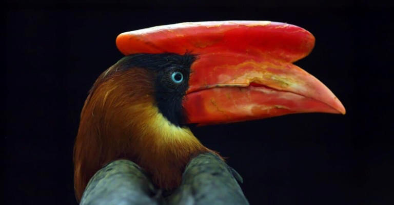 Discover 10 Rare Types of Birds