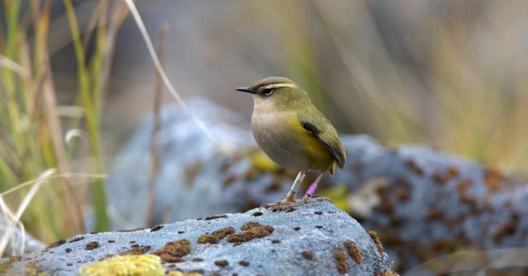 Discover 10 Rare Types of Birds