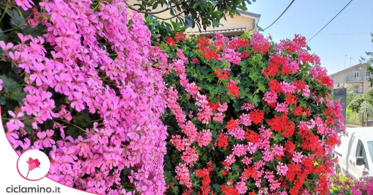 La tecnica dei giardinieri per avere una cascata di gerani parigini