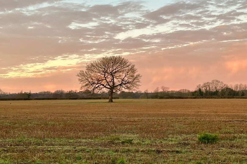 Bid to protect Ensors Oak tree at heart of giant 1,500 home Nuneaton ...