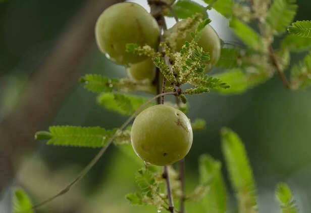 Raw Amla vs Amla Powder vs Dried Amla: Which Form Is Best for Your Health?