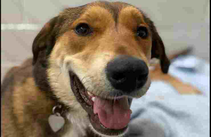 Bailey, il cane che ha percorso 16 km per tornare a casa e ha suonato ...