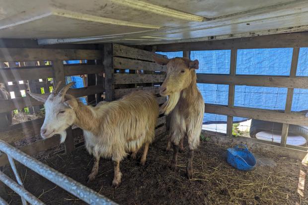 Mum and daughter guilty of keeping goats and poultry in filthy conditions