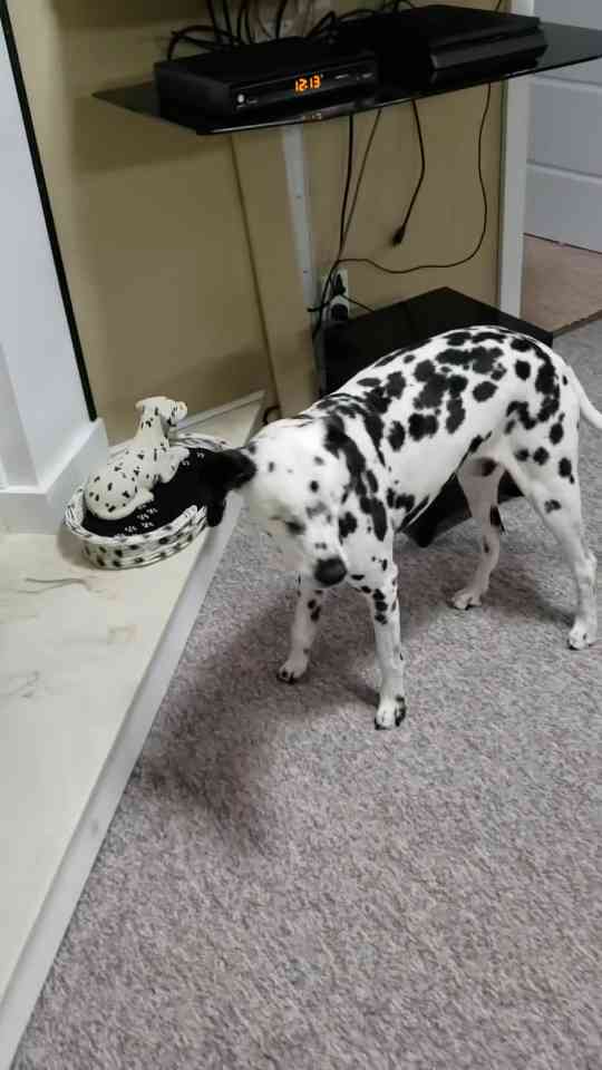 Blind Dog Morla Reacts Instantly to ‘Danger’ Command