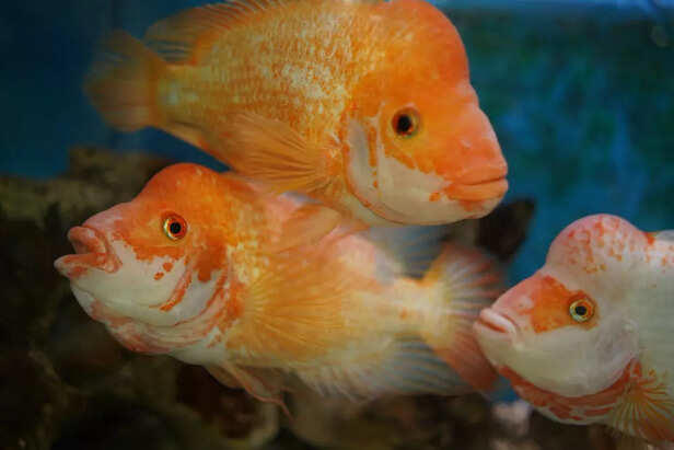 Why Overfeeding Fish Is One of the Most Dangerous Aquarium Habits