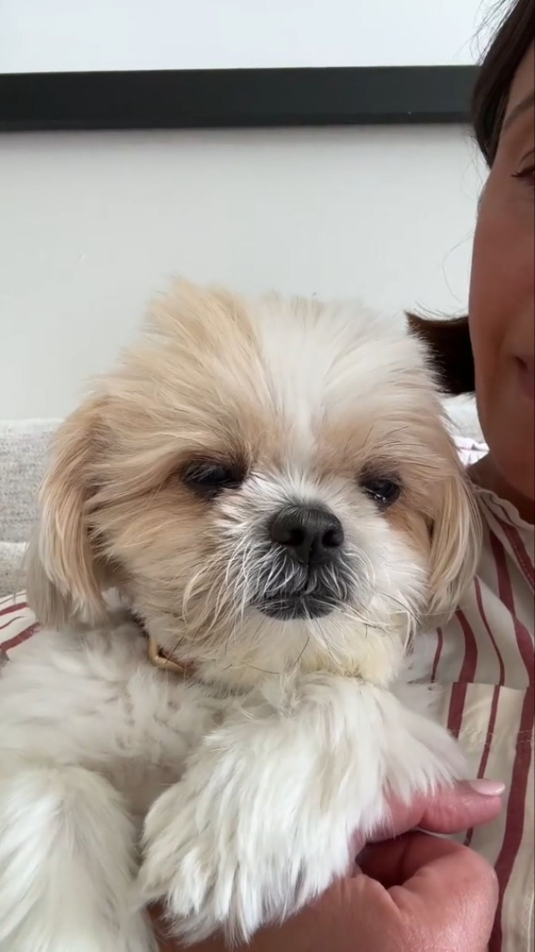 Do You Panic When Your Dog Isn't Acting Right, or Wait It Out?