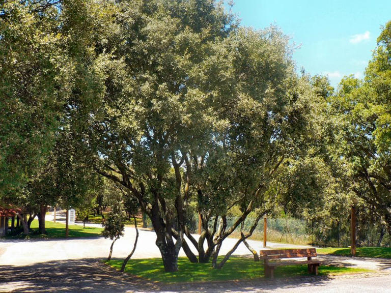 Guía exhaustiva para el cuidado y características del Quercus ilex (encina)
