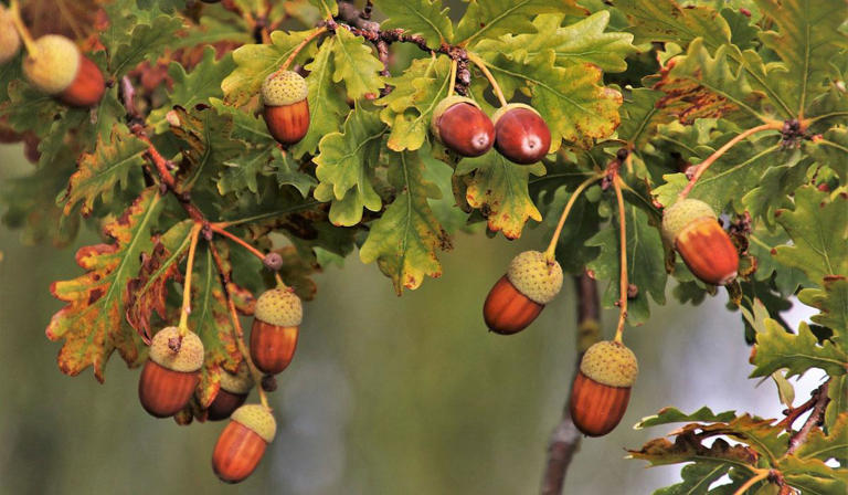 Guía exhaustiva para el cuidado y características del Quercus ilex (encina)