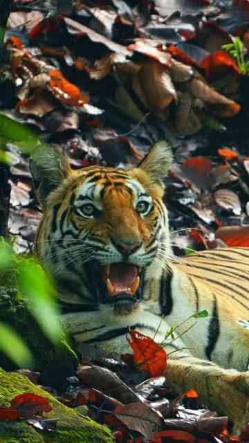 Up Close and Unforgettable: Striking Animal Portrait Photography in Focus
