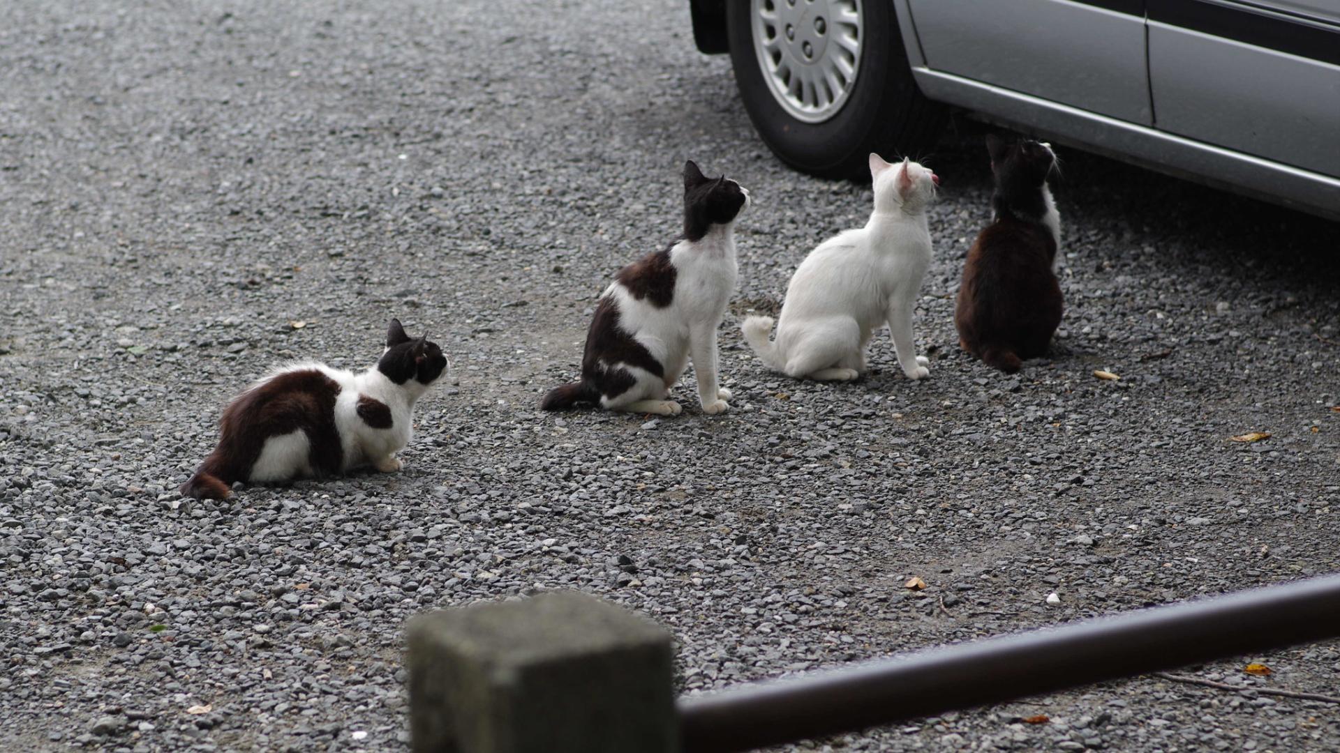 Los omagari neko o kagi neko: gatos de cola corta y torcida que dan ...