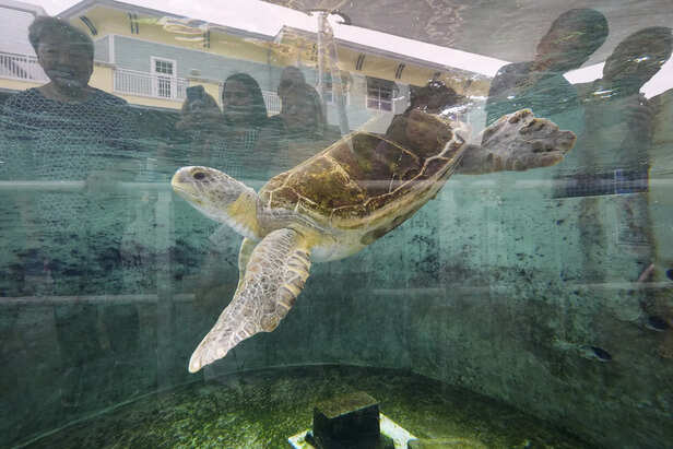 Your Turtle Is Floating Sideways for a Reason You Shouldn’t Ignore