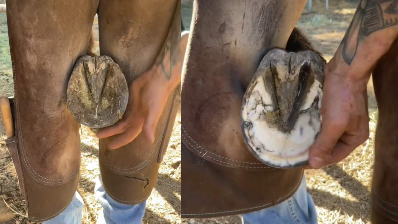 Horse Hoof Makeover – The Most Satisfying Farrier ASMR