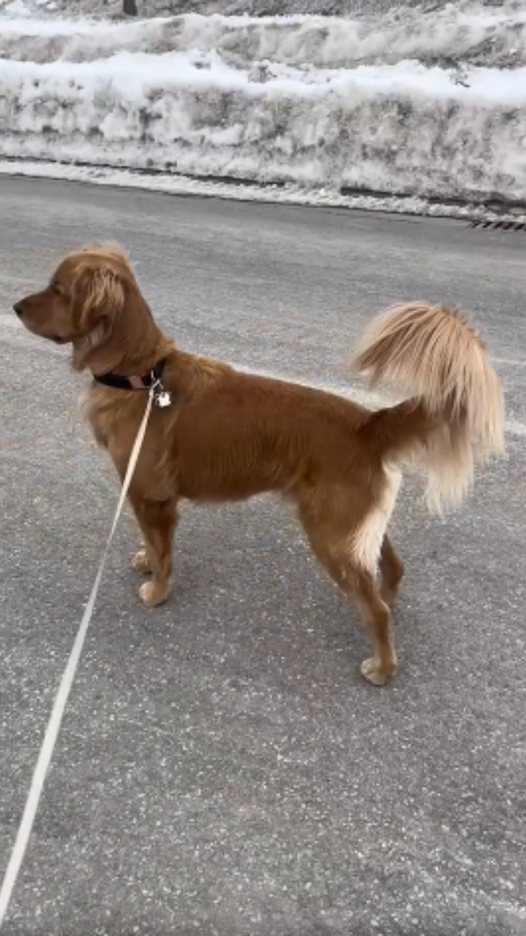 Fixing My Dog’s Leash Reactivity One Step At A Time