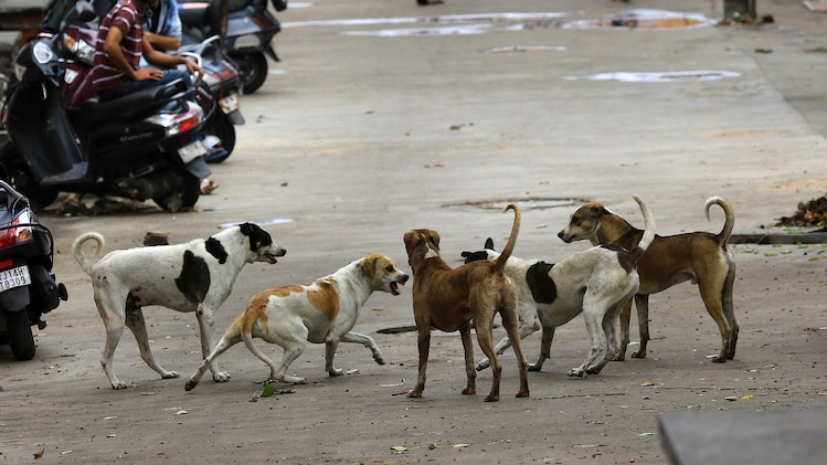 'Should be unacceptable for local, state govt': Analyst flags stray dog ...