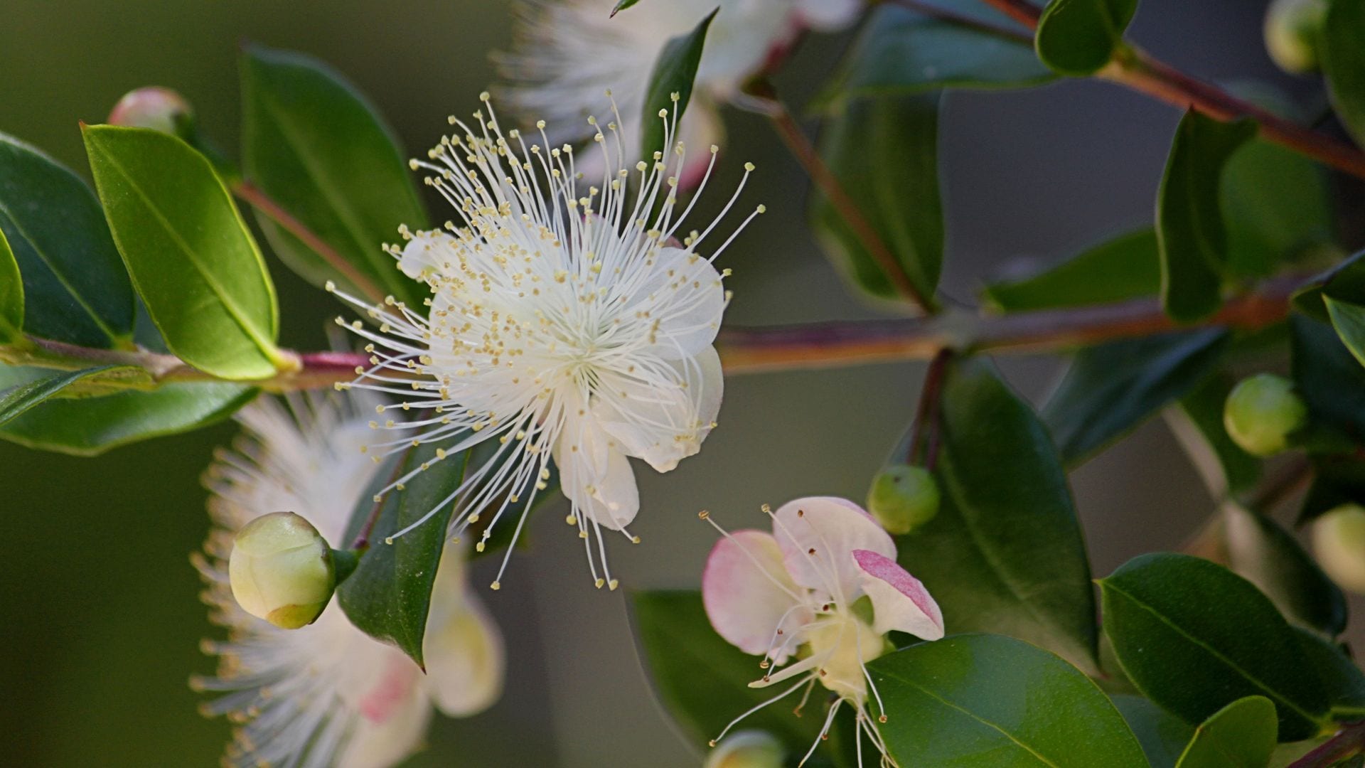El arbusto que merece un lugar en tu jardín: aroma fresco, riego mínimo ...