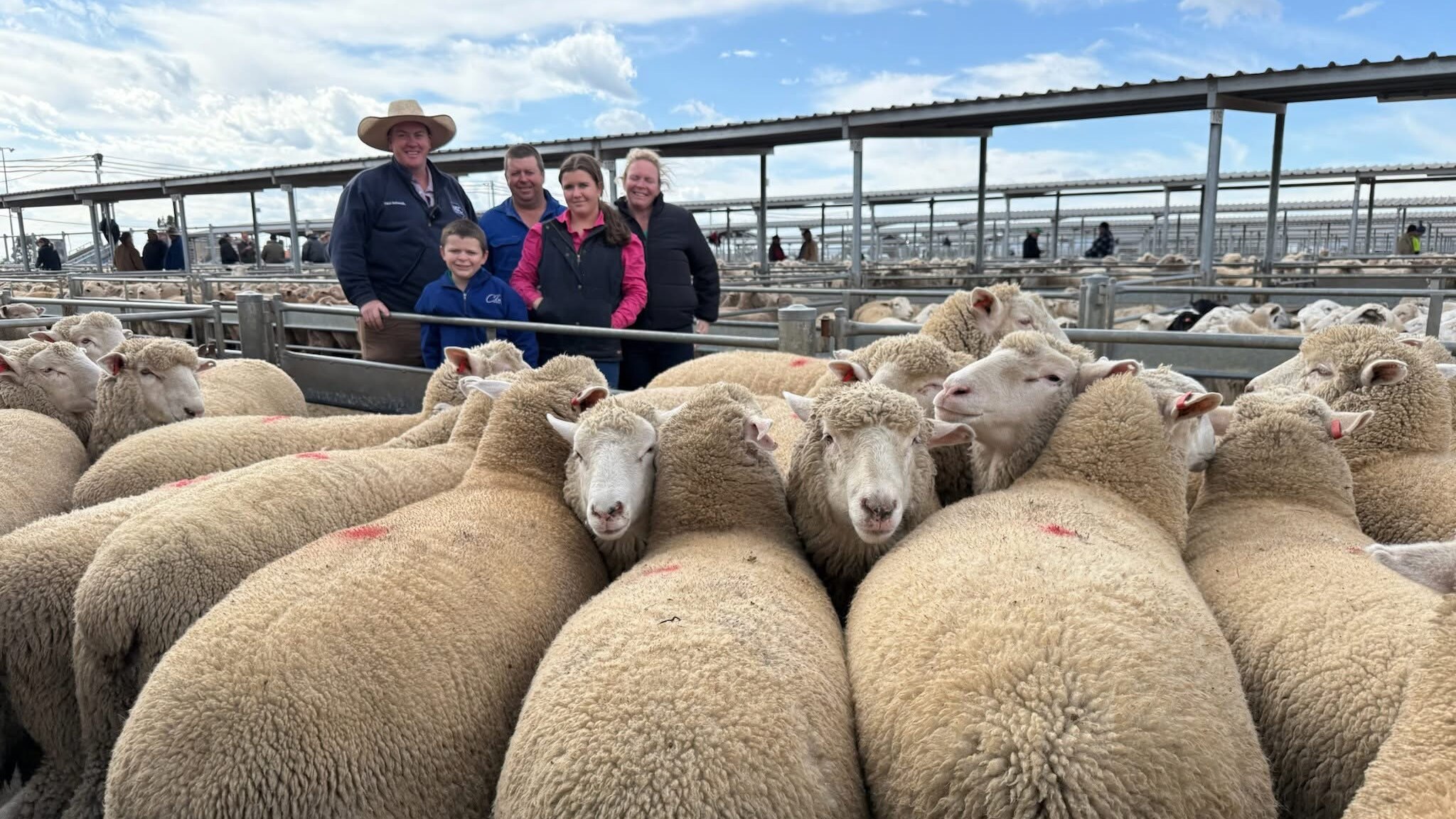 Lamb price records continue to tumble as $460 per head recorded in NSW
