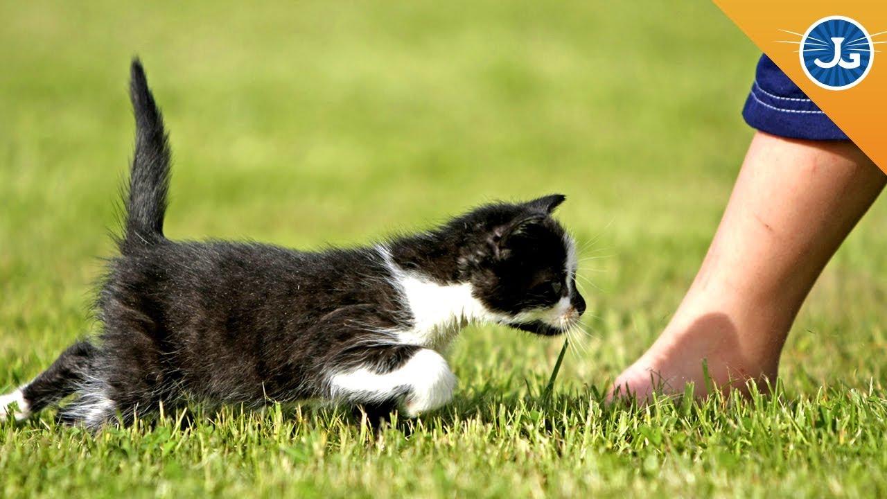 How To Stop Your Cat From Attacking Your Ankles
