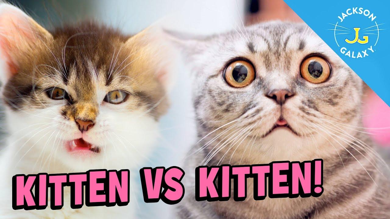 Kittens Playing Too Rough Together?