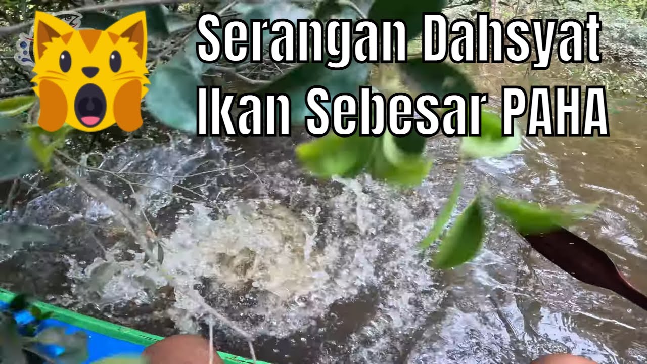 Tajur 20KG Hancur Dihantam Predator Misterius di Hutan Rawa Kalimantan!