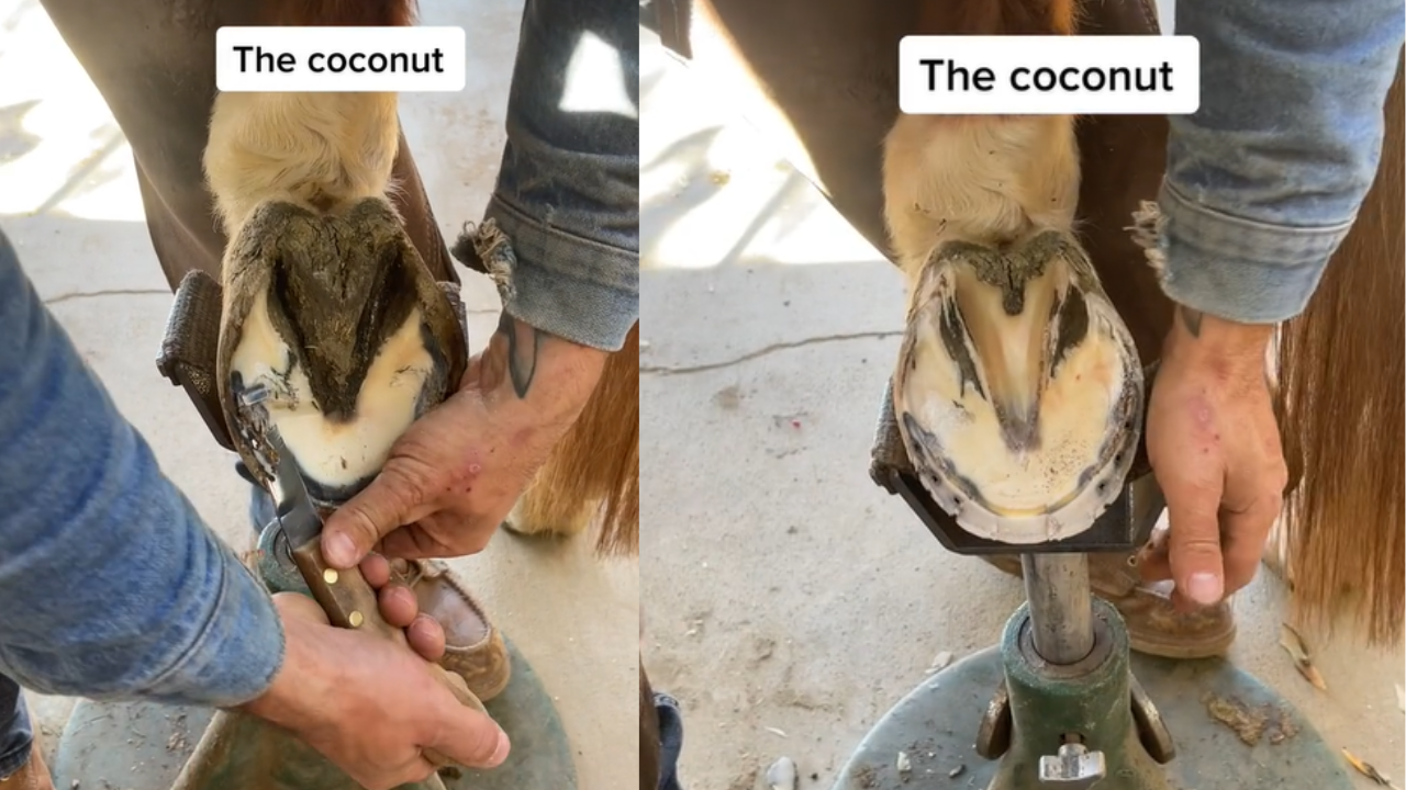 Most Satisfying Hoof Trim Ever – Farrier ASMR You Need to See!