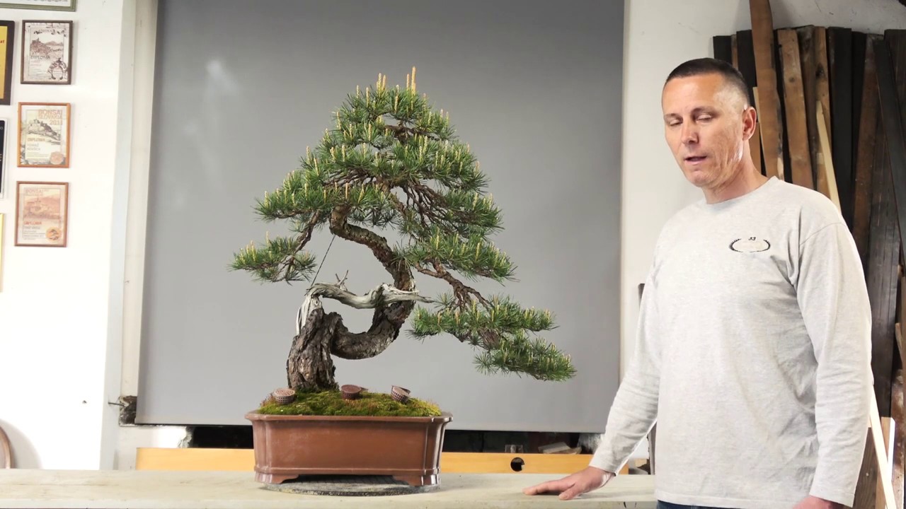 Why Pinching Is Essential for Bonsai Shaping