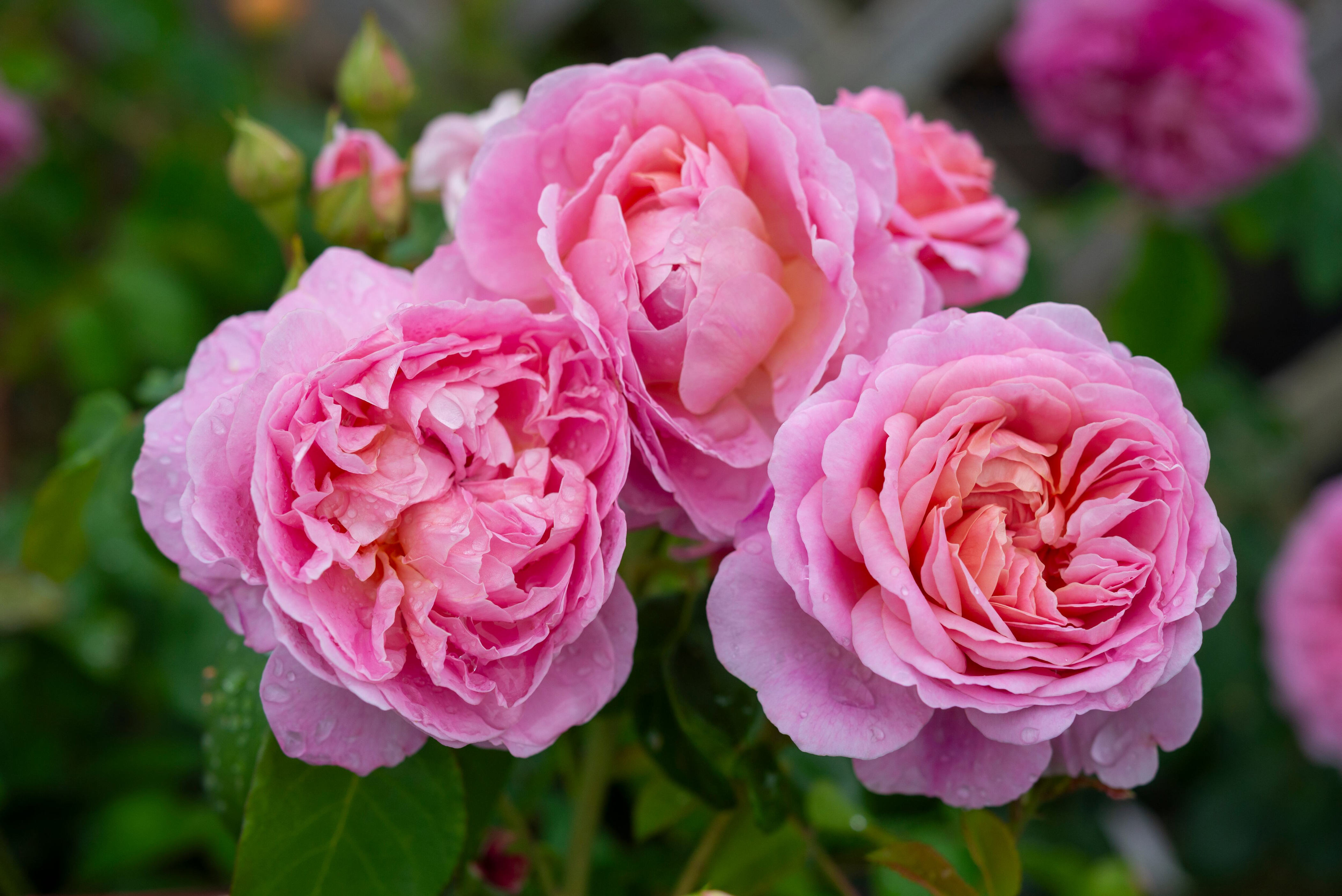 La receta sin químicos con la que tus rosas florecerán este verano e ...