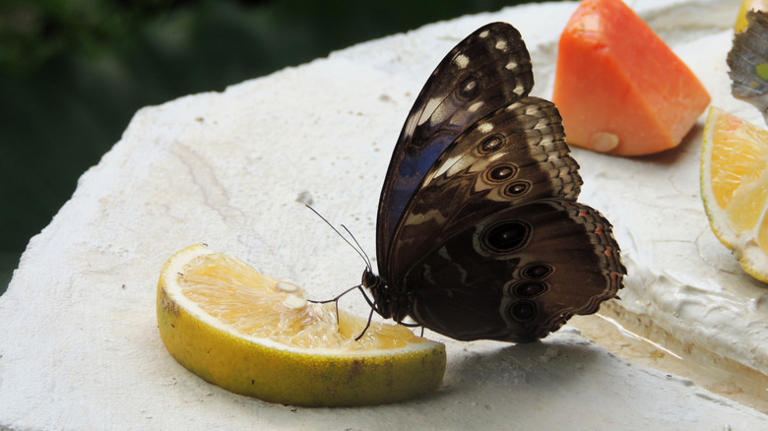 When Life Gives You Lemons, Use Them To Attract Butterflies