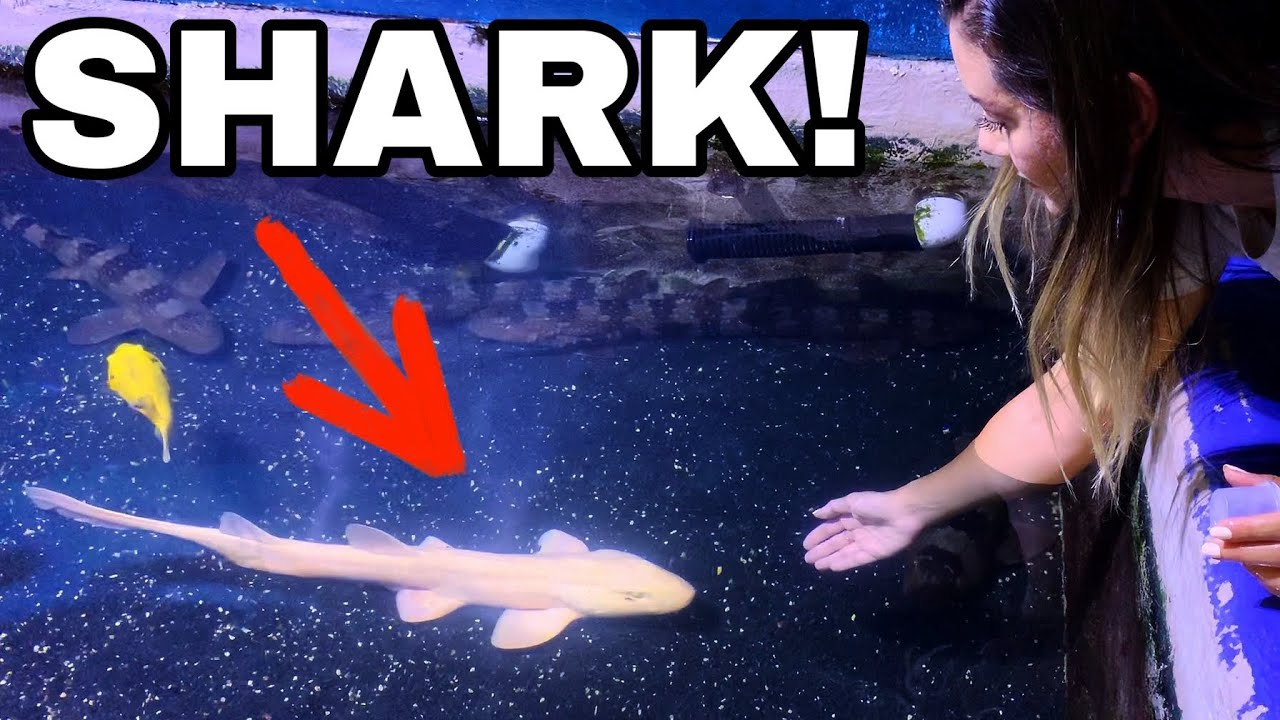 Extremely Rare White Shark Caught on Camera