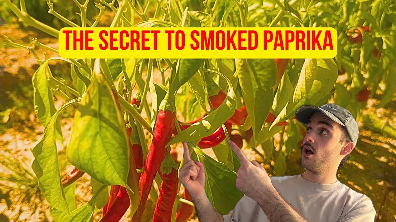 The Secret Behind Spain’s Finest Smoked Paprika