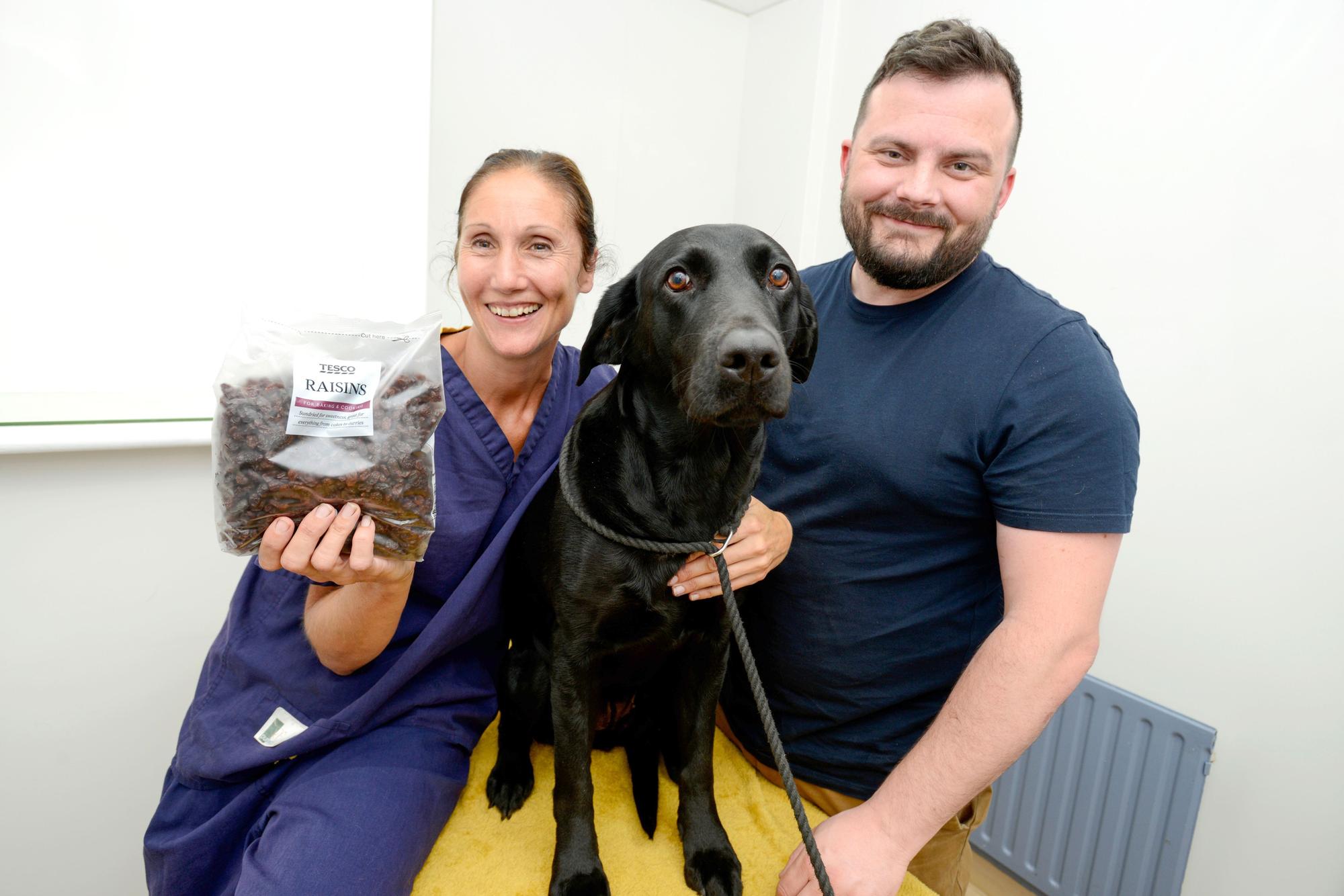 Vet warning over raisins after much-loved family pet undergoes ...